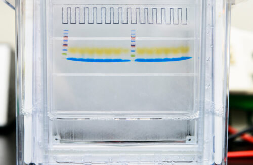 Fundamental Laboratory Techniques: Western Blotting - Wiley Science and ...