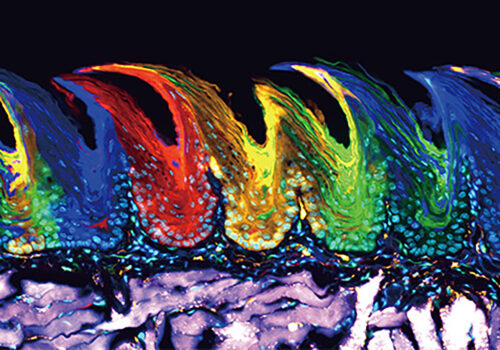 Life Science Microscopy Optics - Wiley Science and Engineering Content Hub